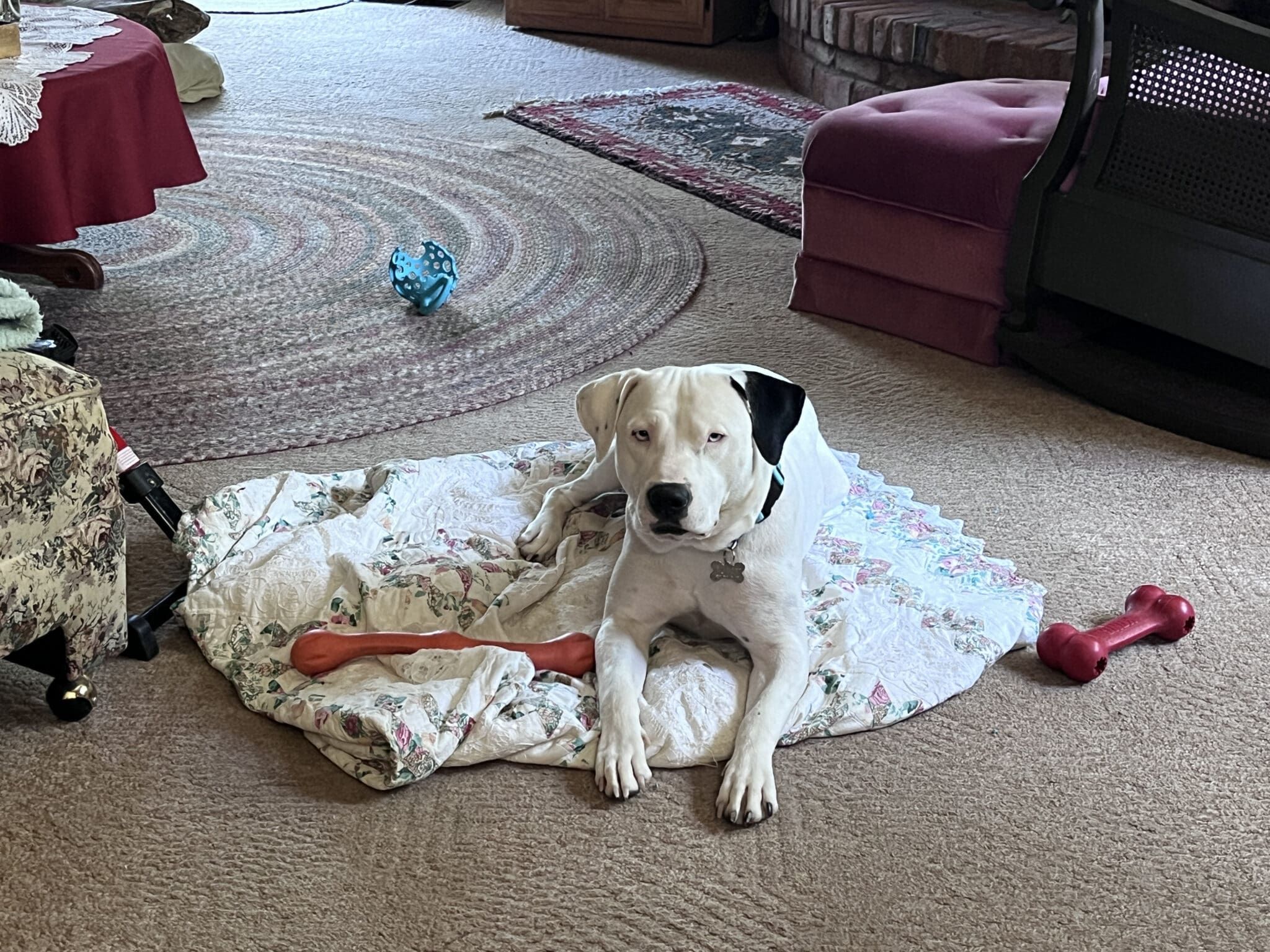Updates on Some Blog Posts From the Past Year - Whole Dog Journal