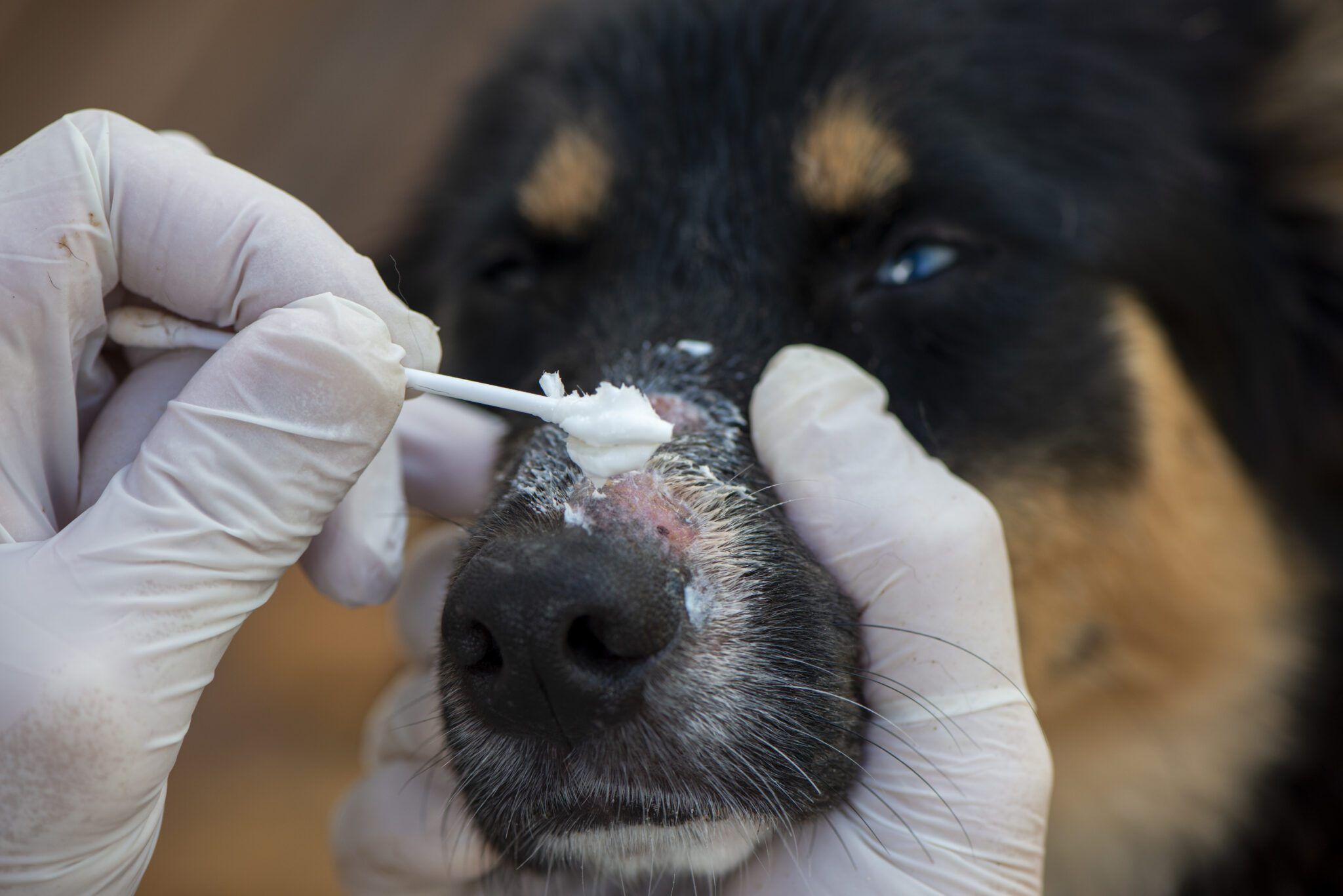 How to Handle Dog Skin Conditions - Whole Dog Journal