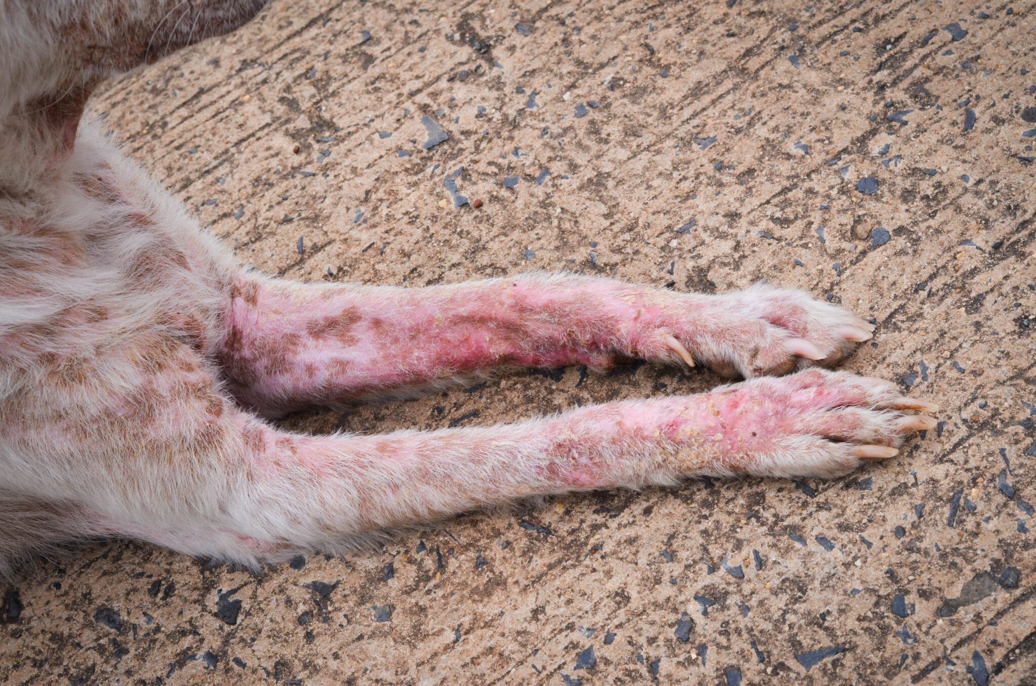 How to Handle Dog Skin Conditions - Whole Dog Journal