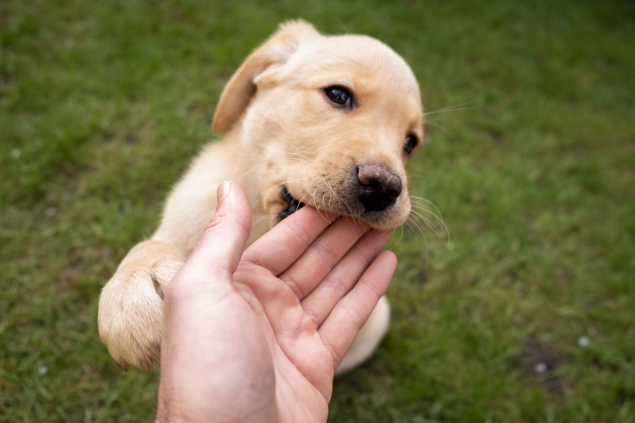 What to Do with a Dog Who Bites Their Owner - Whole Dog Journal