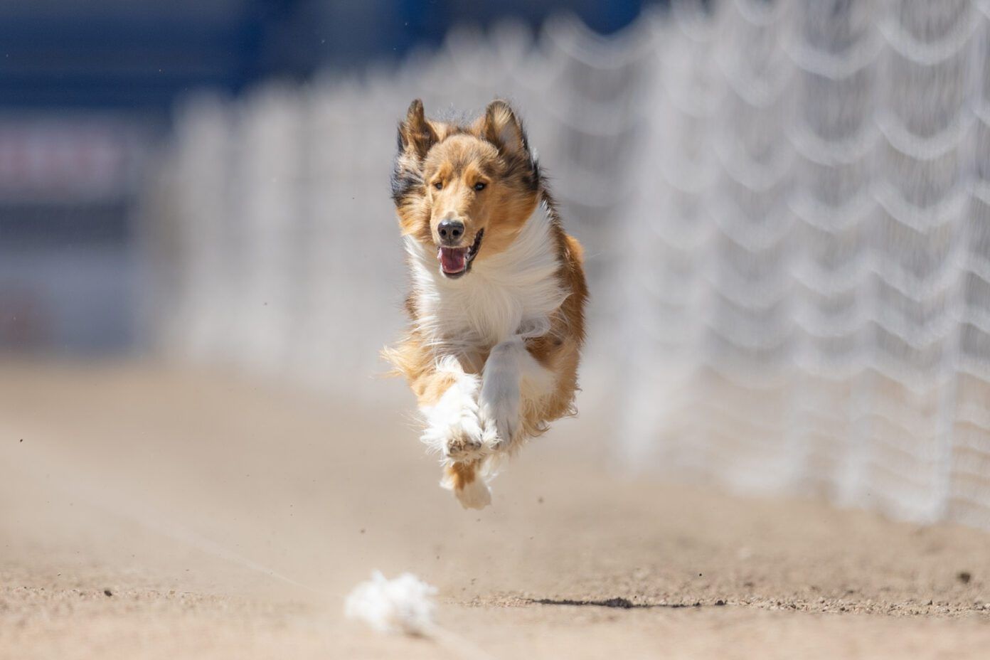 How To Get Started in Fast CAT, the Best Sport for Speedy Dogs - Whole ...