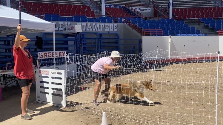 How To Get Started in Fast CAT, the Best Sport for Speedy Dogs - Whole ...