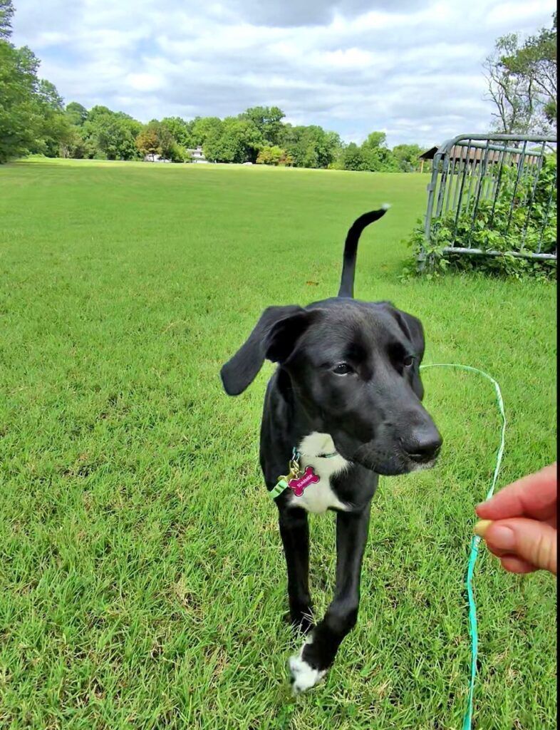 Long Line Training - Whole Dog Journal