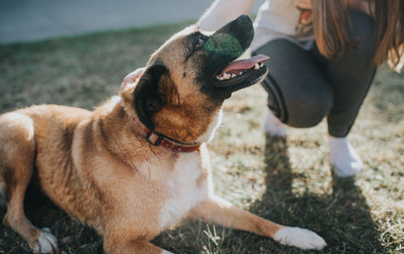 Welcome Home: 5 Ways To Help a Dog Adjust to a New Home - Whole Dog Journal
