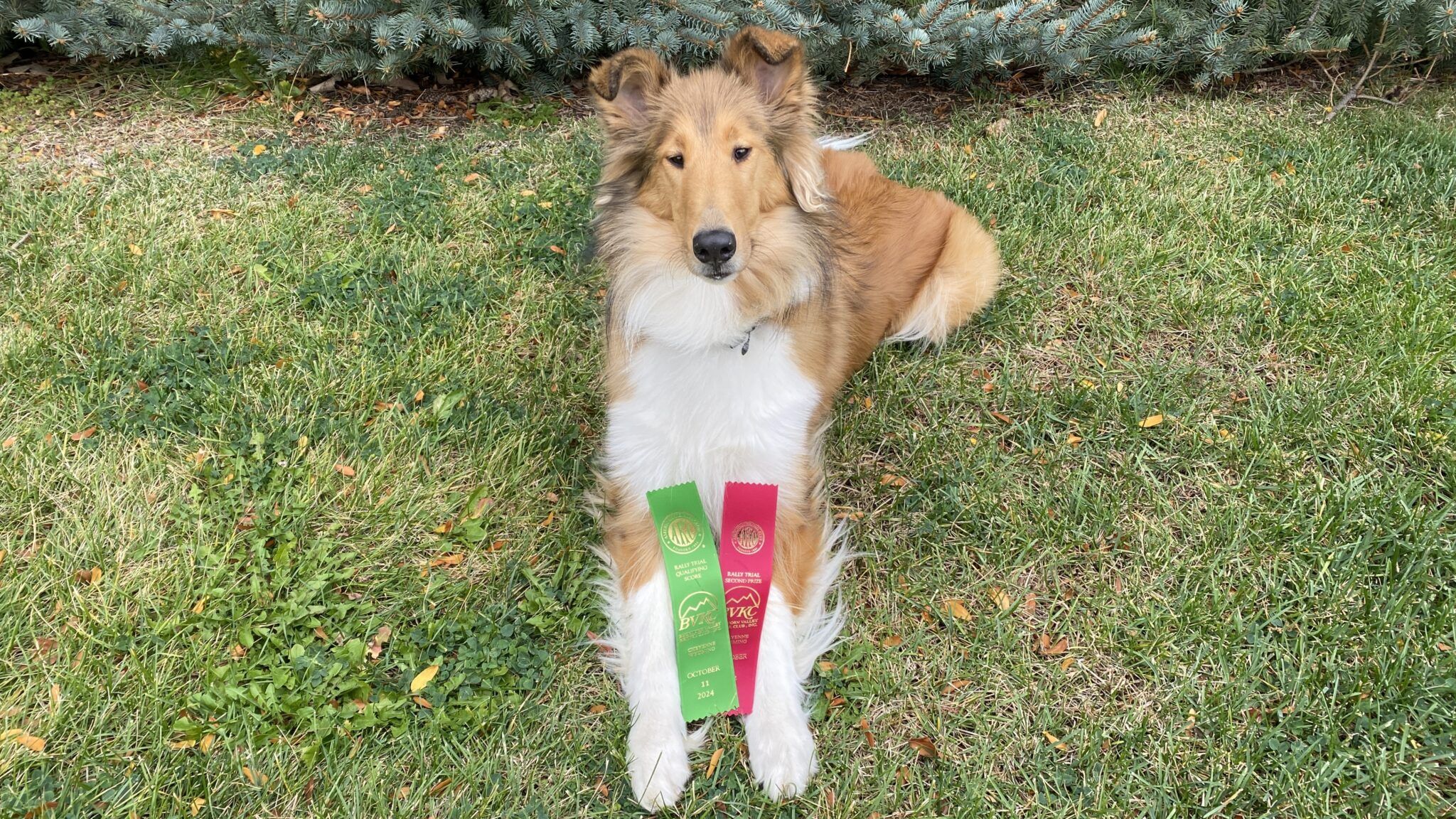 How to Get Involved in Rally, an Obedience-Based Dog Sport - Whole Dog ...