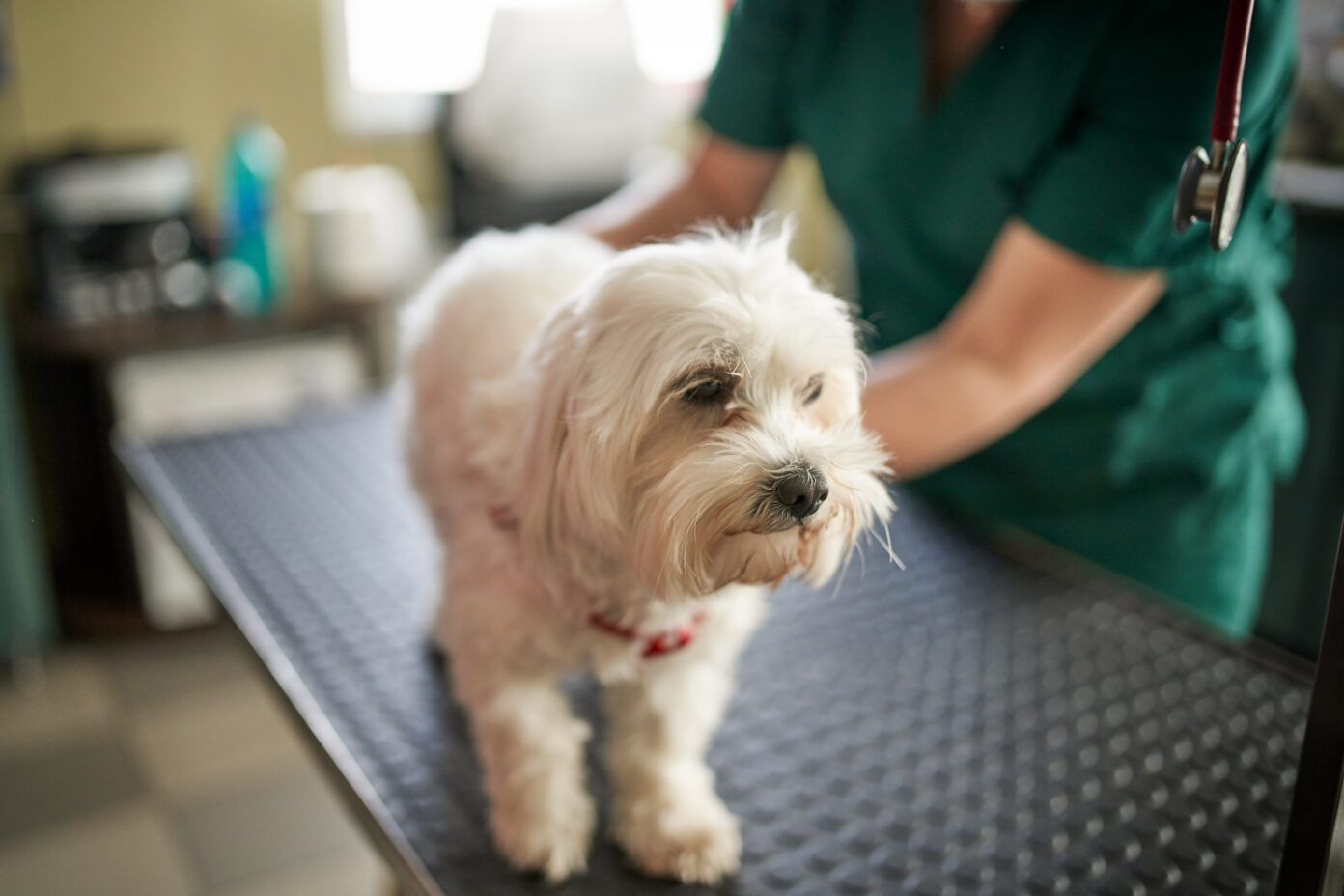 Acute Renal Failure in Dogs: Causes, Diagnosis, and Treatment - Whole ...