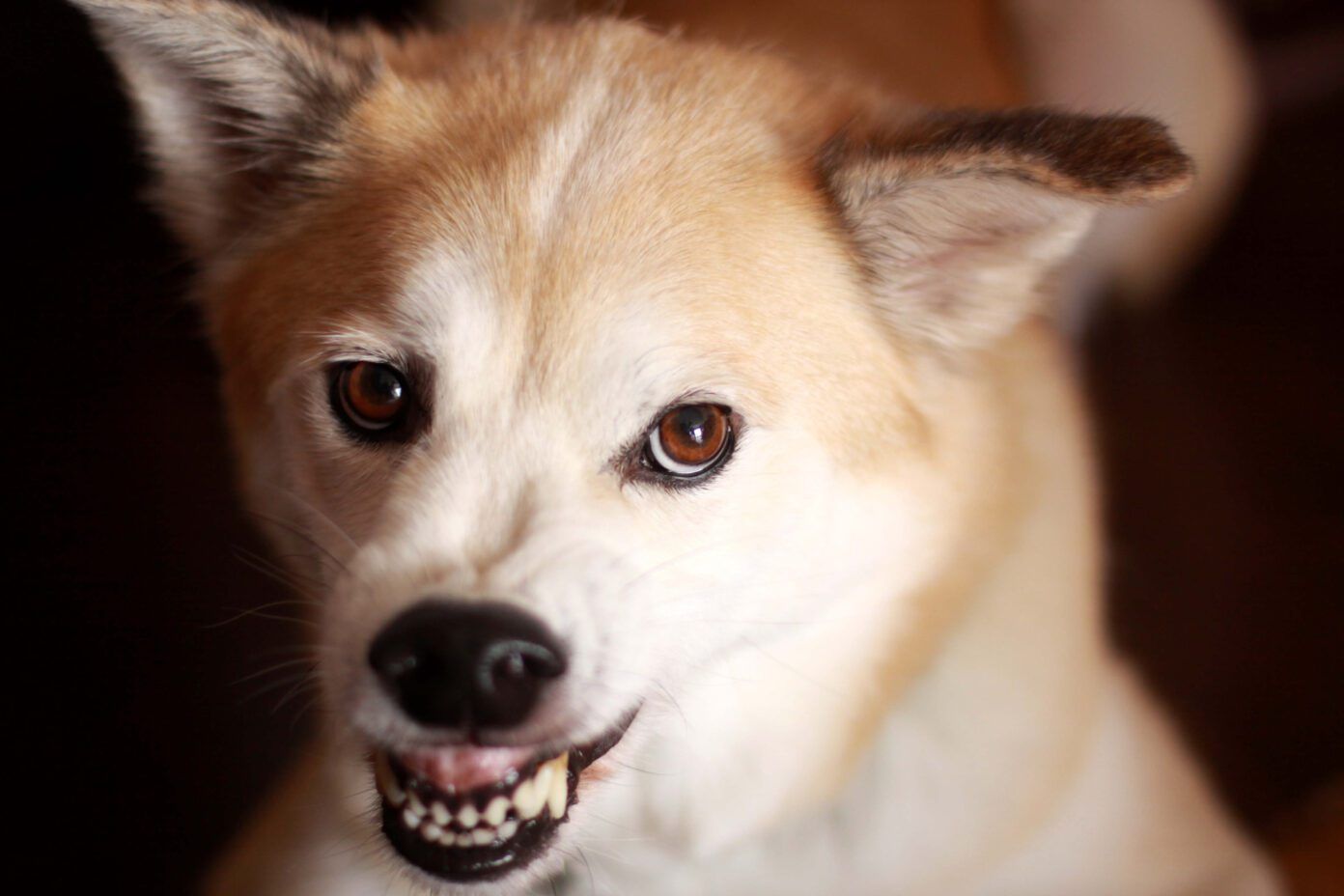 How To Train an Aggressive Dog - Whole Dog Journal