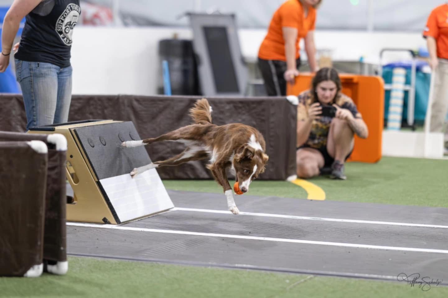 What is Flyball? - Whole Dog Journal