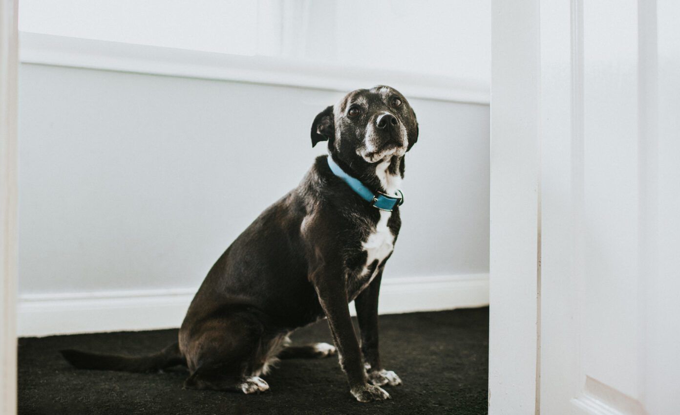 Sundowners in Dogs - Whole Dog Journal