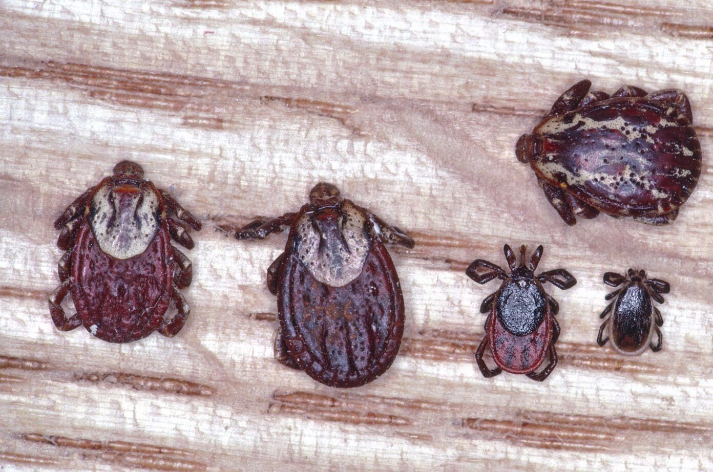 Dog Owner’s Guide to Types of Ticks - Whole Dog Journal