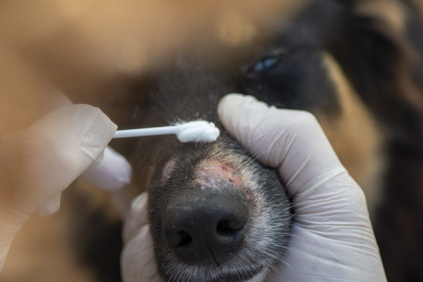 Ringworm in Dogs: Symptoms, Causes and Treatment - Whole Dog Journal