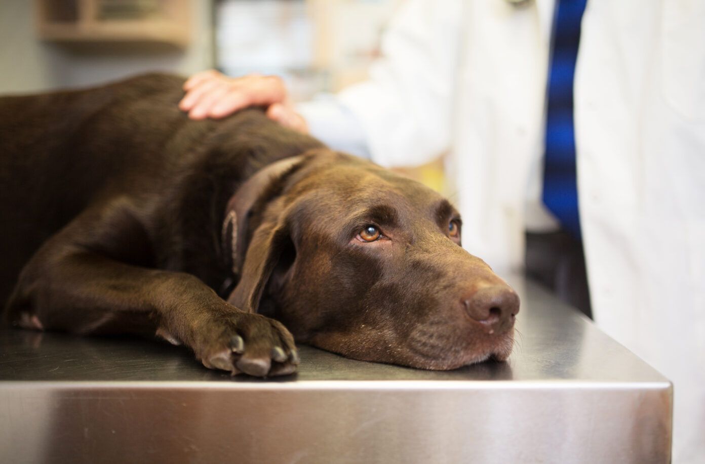 Managing Idiopathic Epilepsy in Dogs - Whole Dog Journal