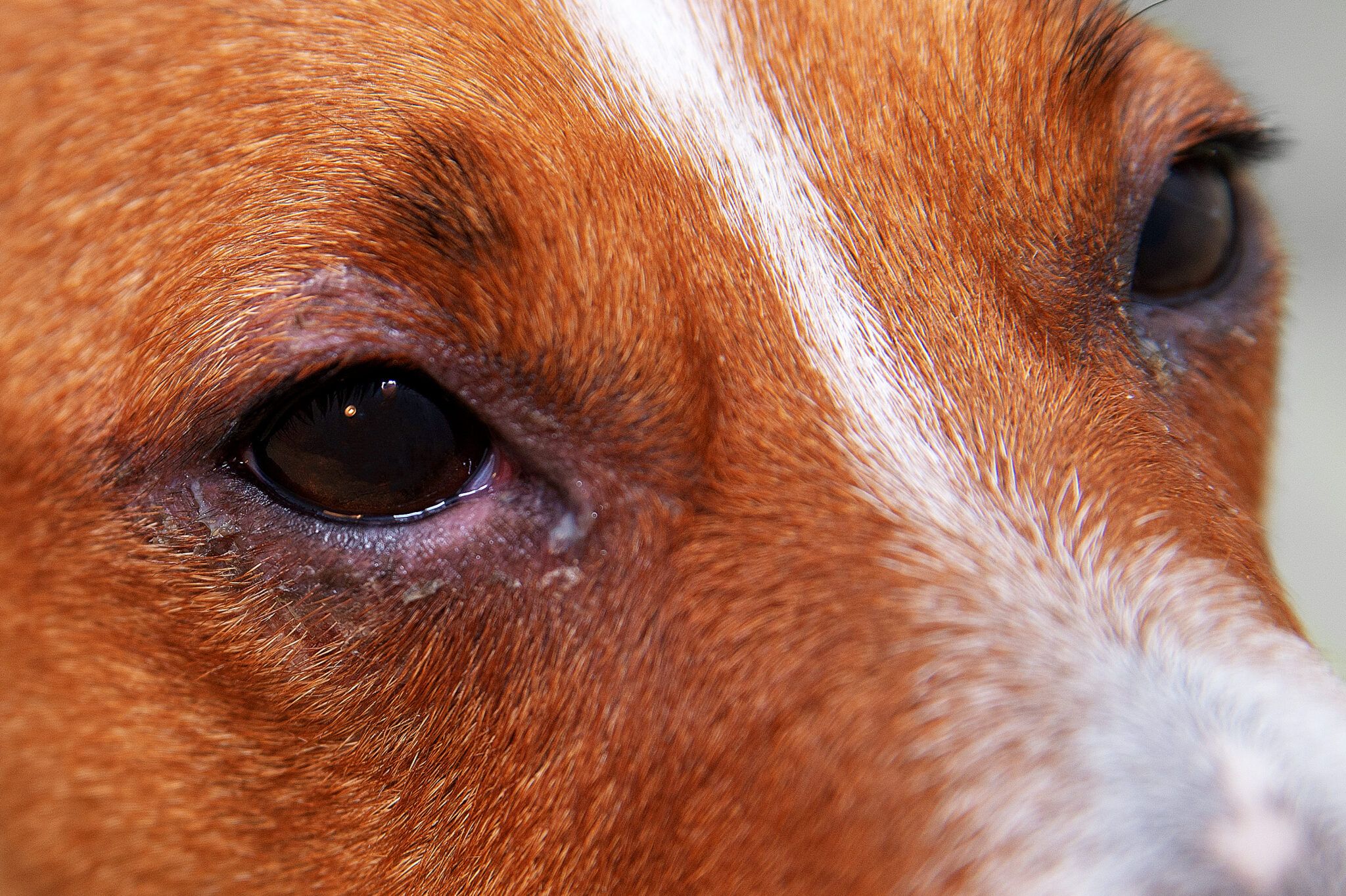 How to Treat Bloodshot Eyes in Dogs - Whole Dog Journal