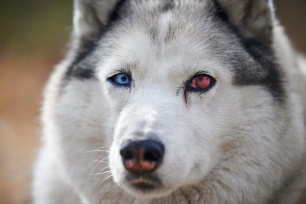 How to Treat Bloodshot Eyes in Dogs - Whole Dog Journal