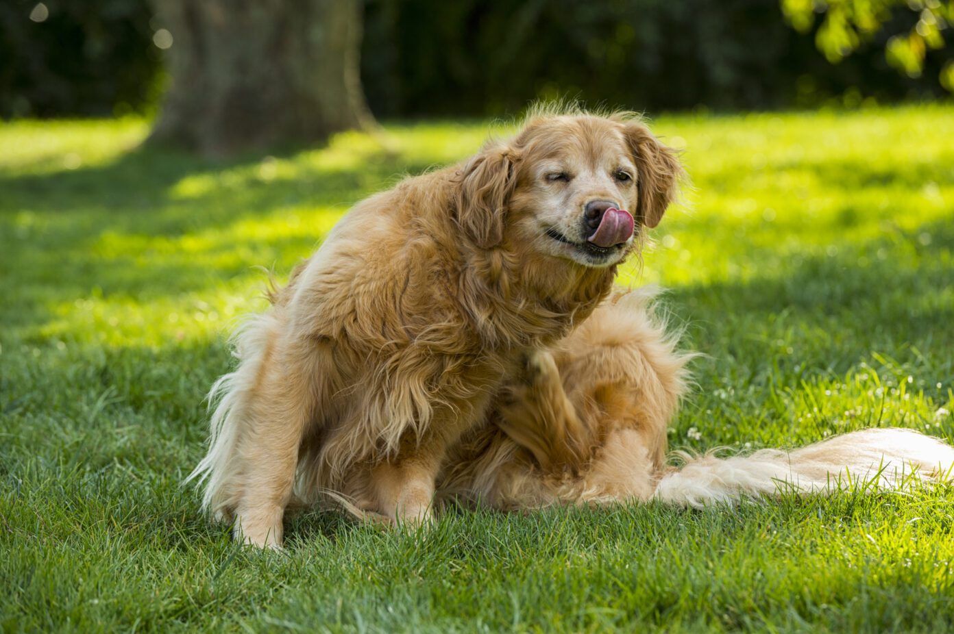 How to Spot Fleas Before They Infest Your Dog - Whole Dog Journal