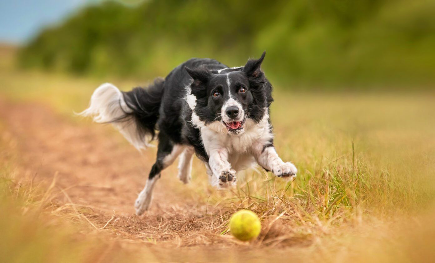 MSM for Dogs - Whole Dog Journal