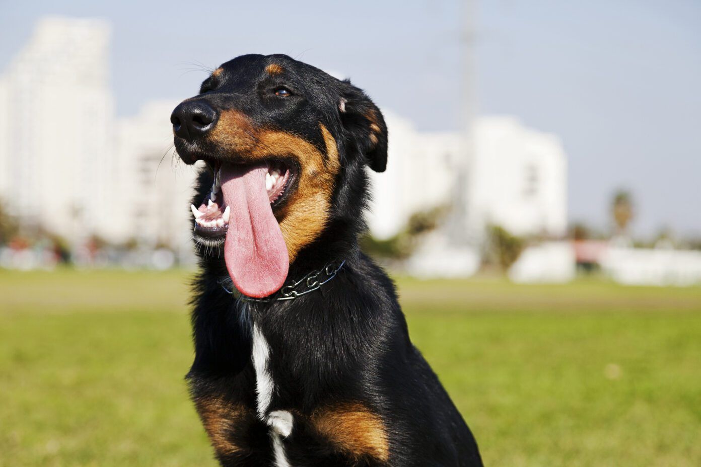 Does My Dog Need Electrolytes? - Whole Dog Journal