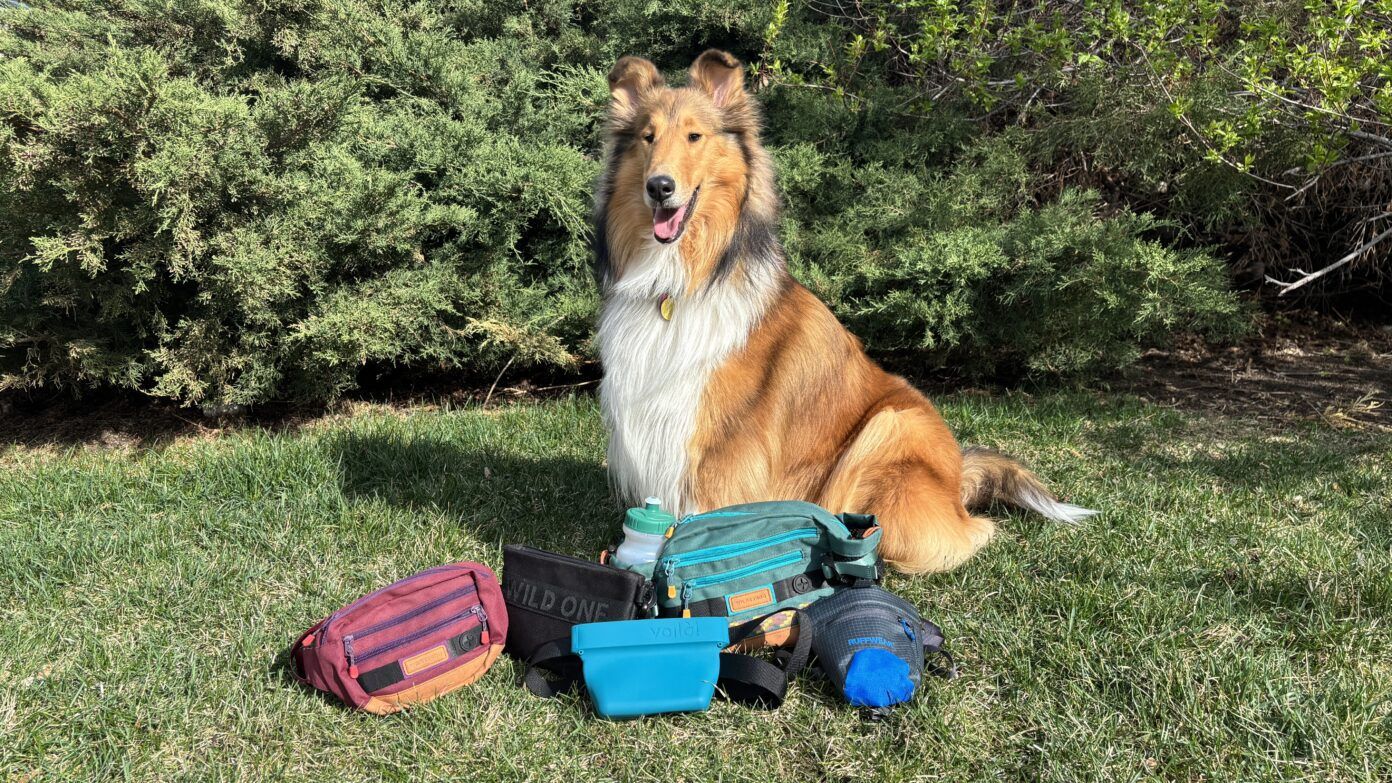 The 5 Best Dog Treat Pouches for Training, Hiking, and Dog Walks ...