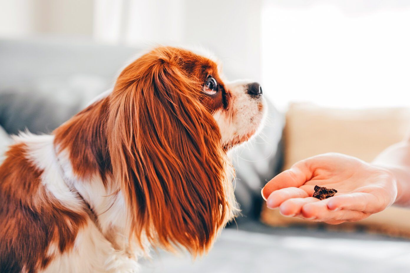 The Best Healthy Dog Treats - Whole Dog Journal