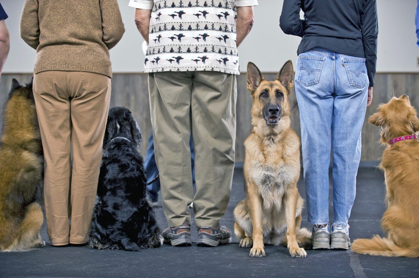 How Much Does Dog Training Cost? - Whole Dog Journal