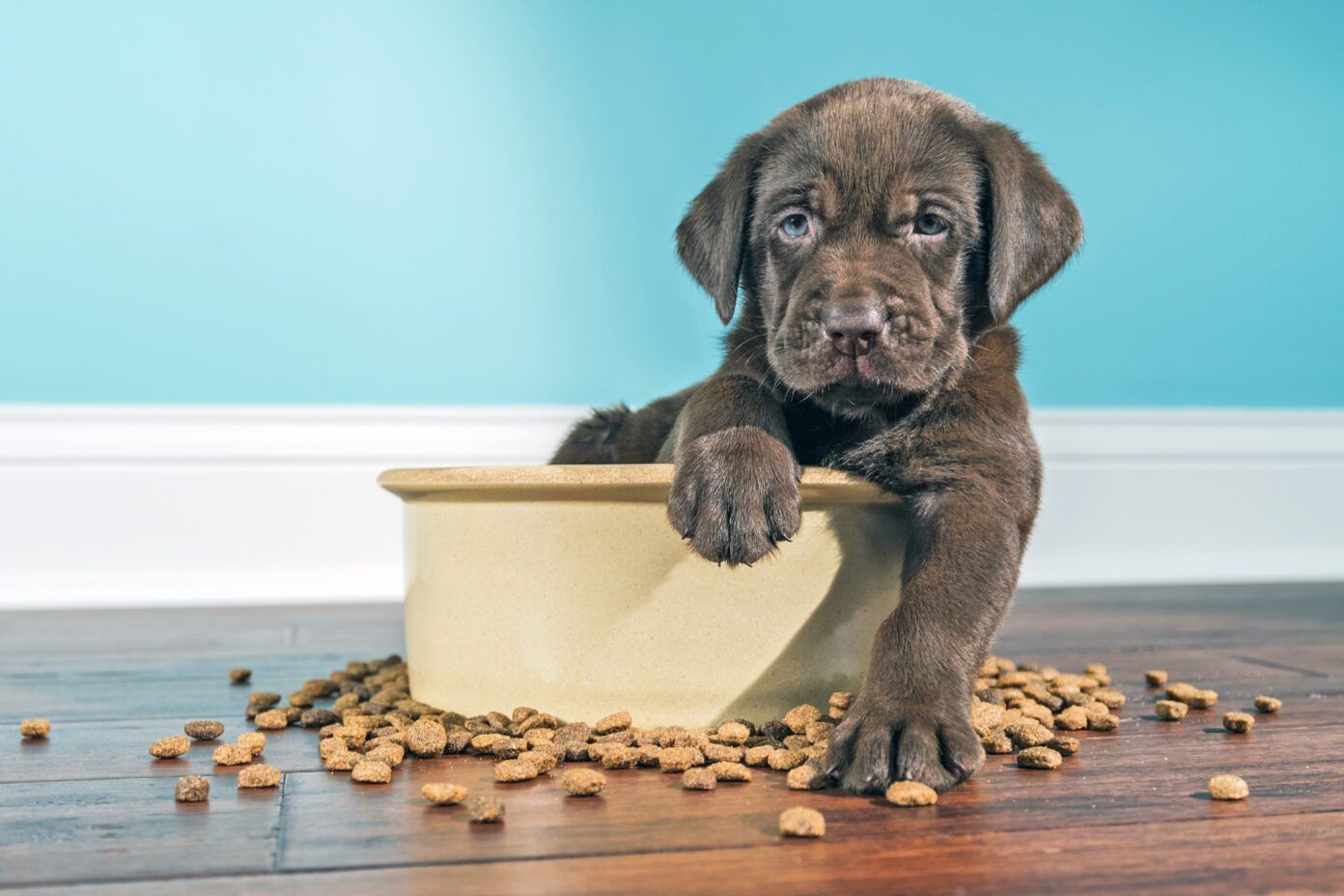 What Is the Best Meat for Dogs? - Whole Dog Journal