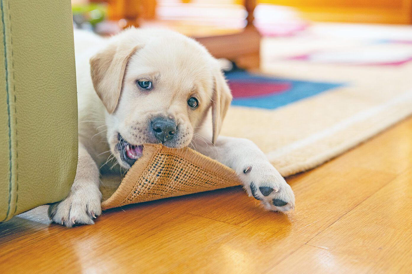 What Are the Best and Safest Chew Bones for Puppies? - Whole Dog Journal
