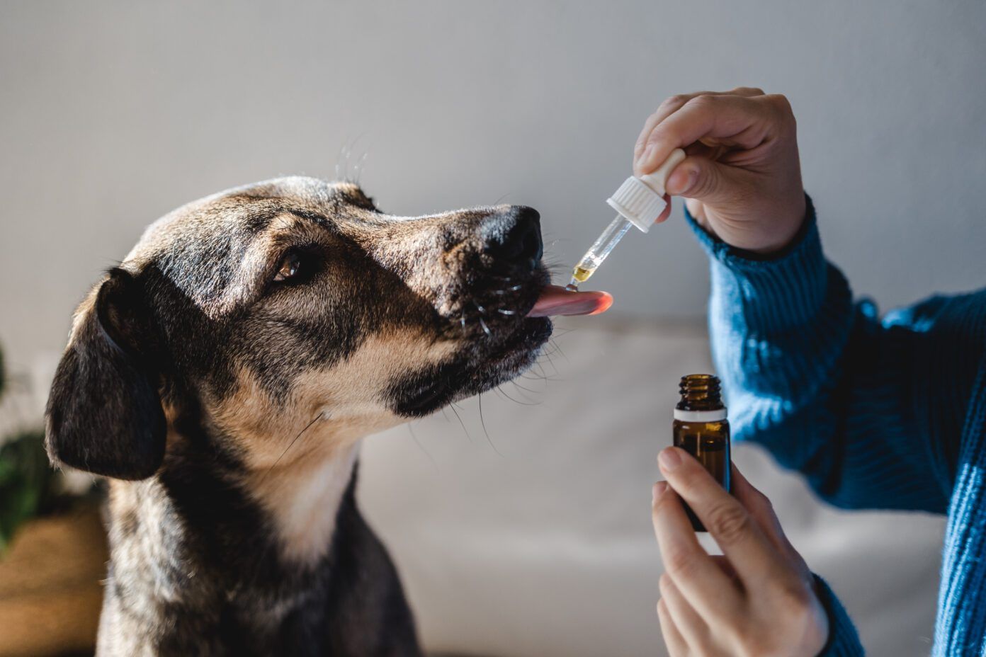Hemp Oil for Dogs - Whole Dog Journal