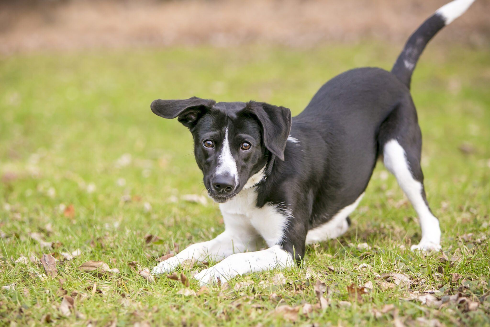 How to Stop Dogs from Fighting - Whole Dog Journal