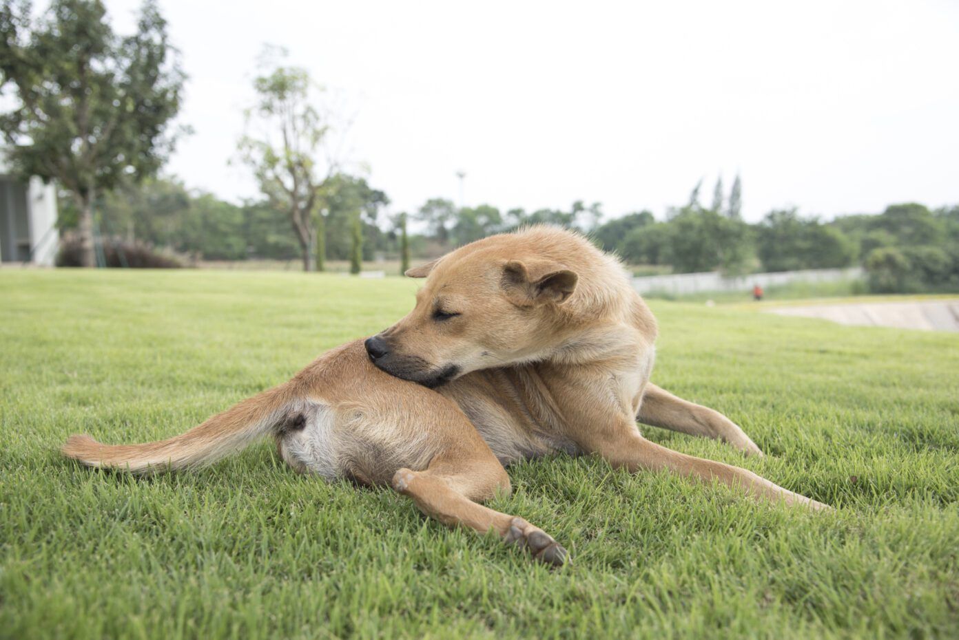 What Is the Best Novel Protein Diet for Dogs? - Whole Dog Journal