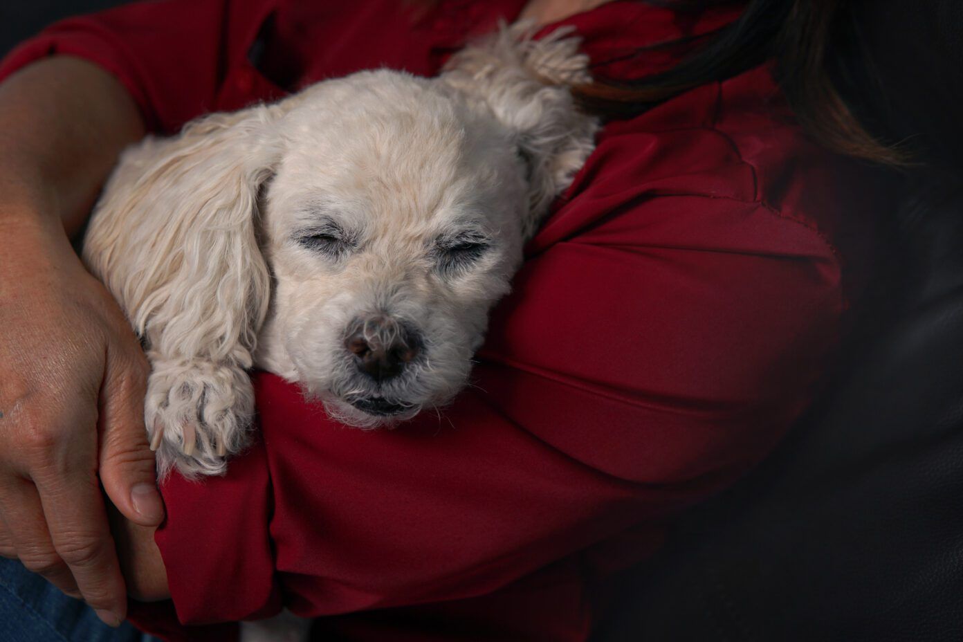What To Know About In-Home Euthanasia - Whole Dog Journal