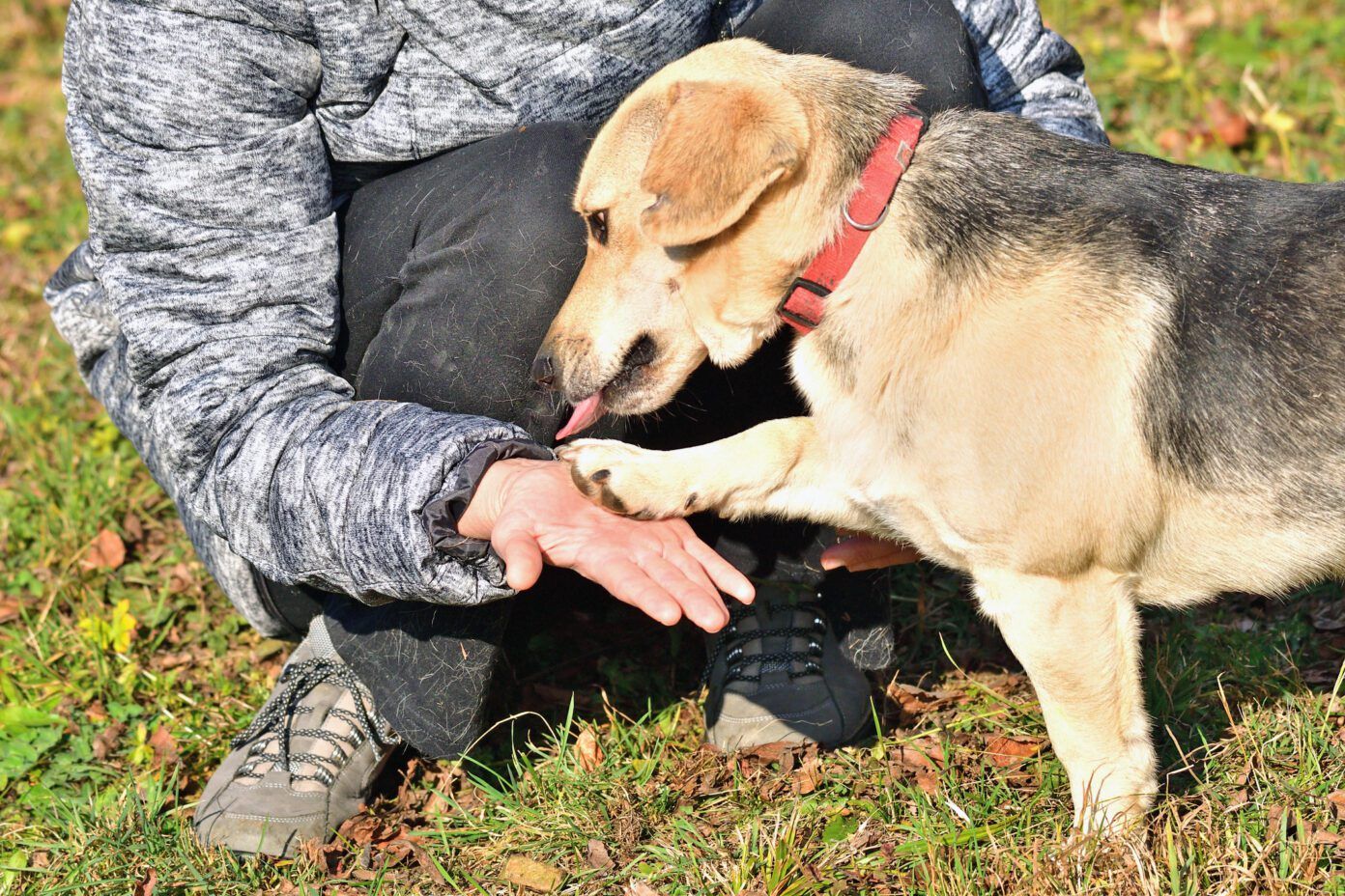 Knuckling in Dogs - Whole Dog Journal