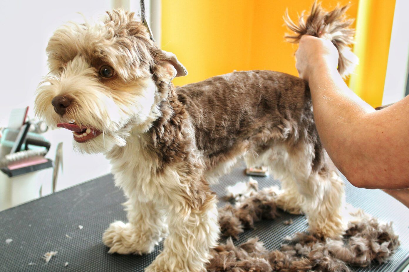 Furunculosis in Dogs - Whole Dog Journal