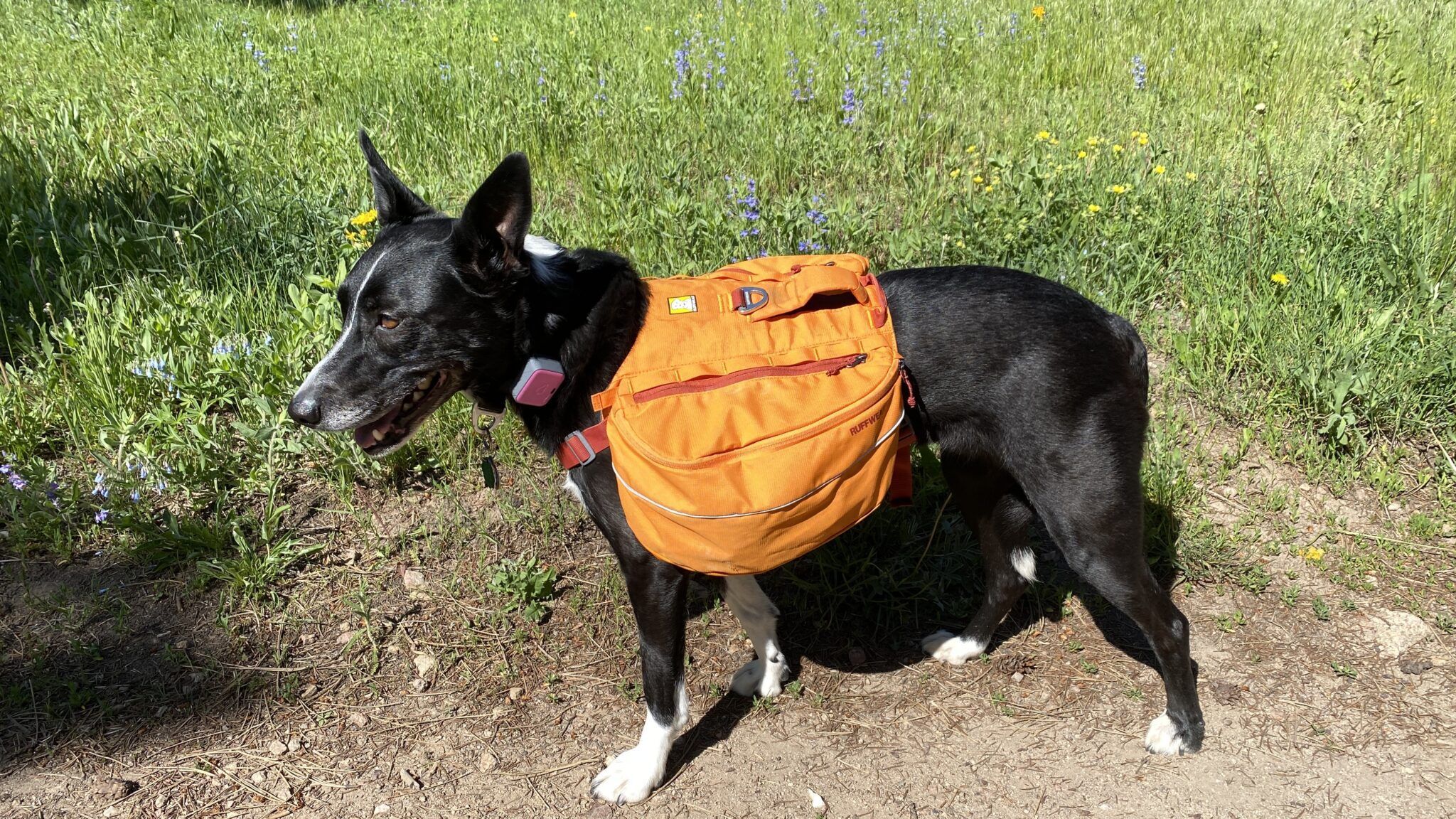 The 5 Best Dog Packs for Hiking - Whole Dog Journal