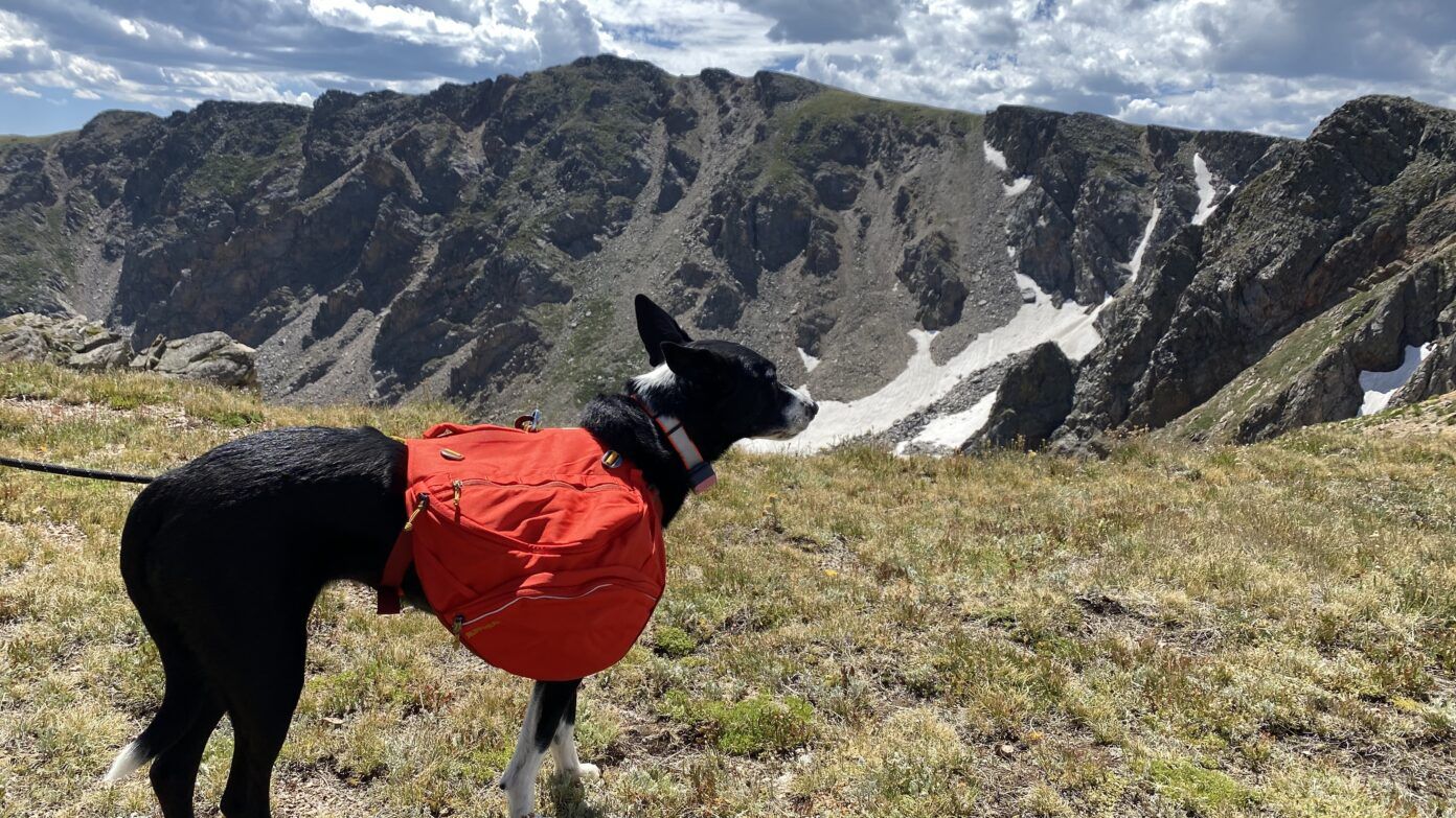 The 5 Best Dog Packs for Hiking - Whole Dog Journal