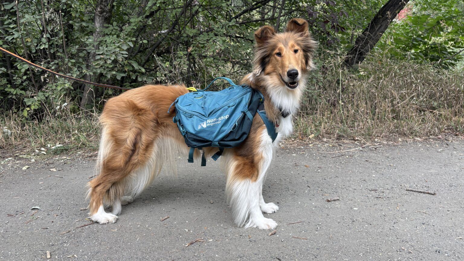 The 5 Best Dog Packs for Hiking - Whole Dog Journal