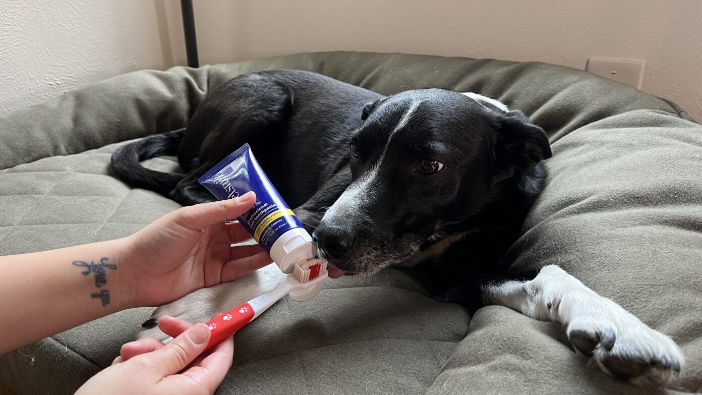 Best Toothpastes for Dogs - Whole Dog Journal