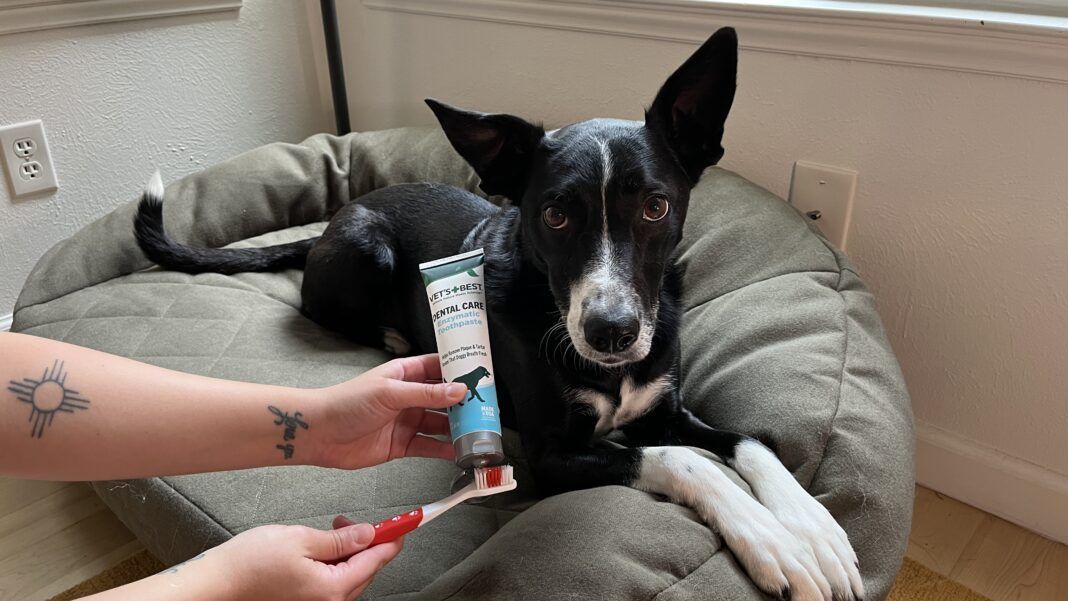 Best Toothpastes for Dogs - Whole Dog Journal