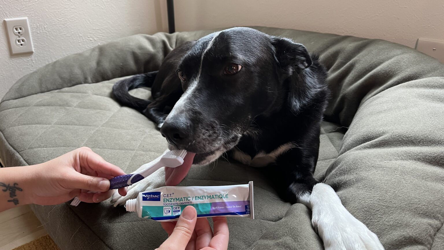 Best Toothpastes for Dogs - Whole Dog Journal