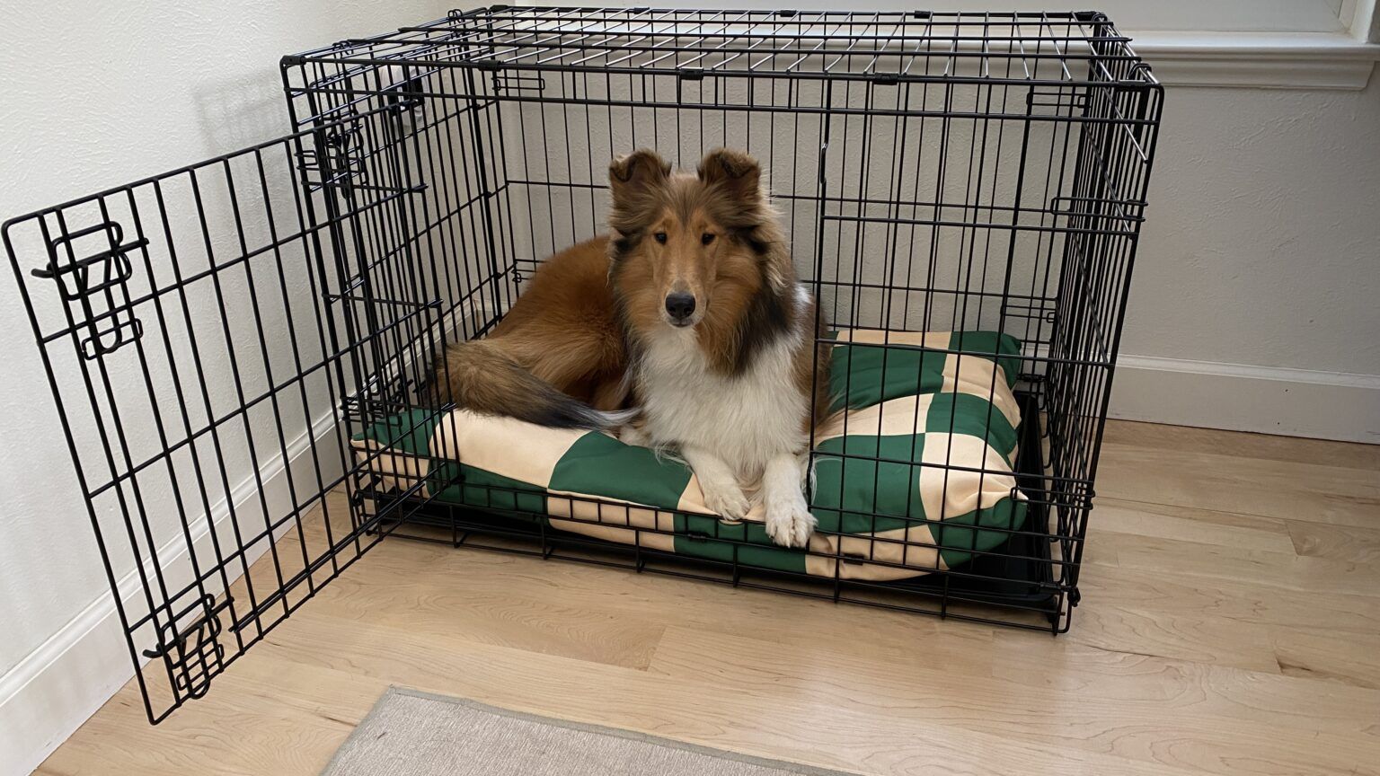 The Best Collapsible Dog Crates - Whole Dog Journal
