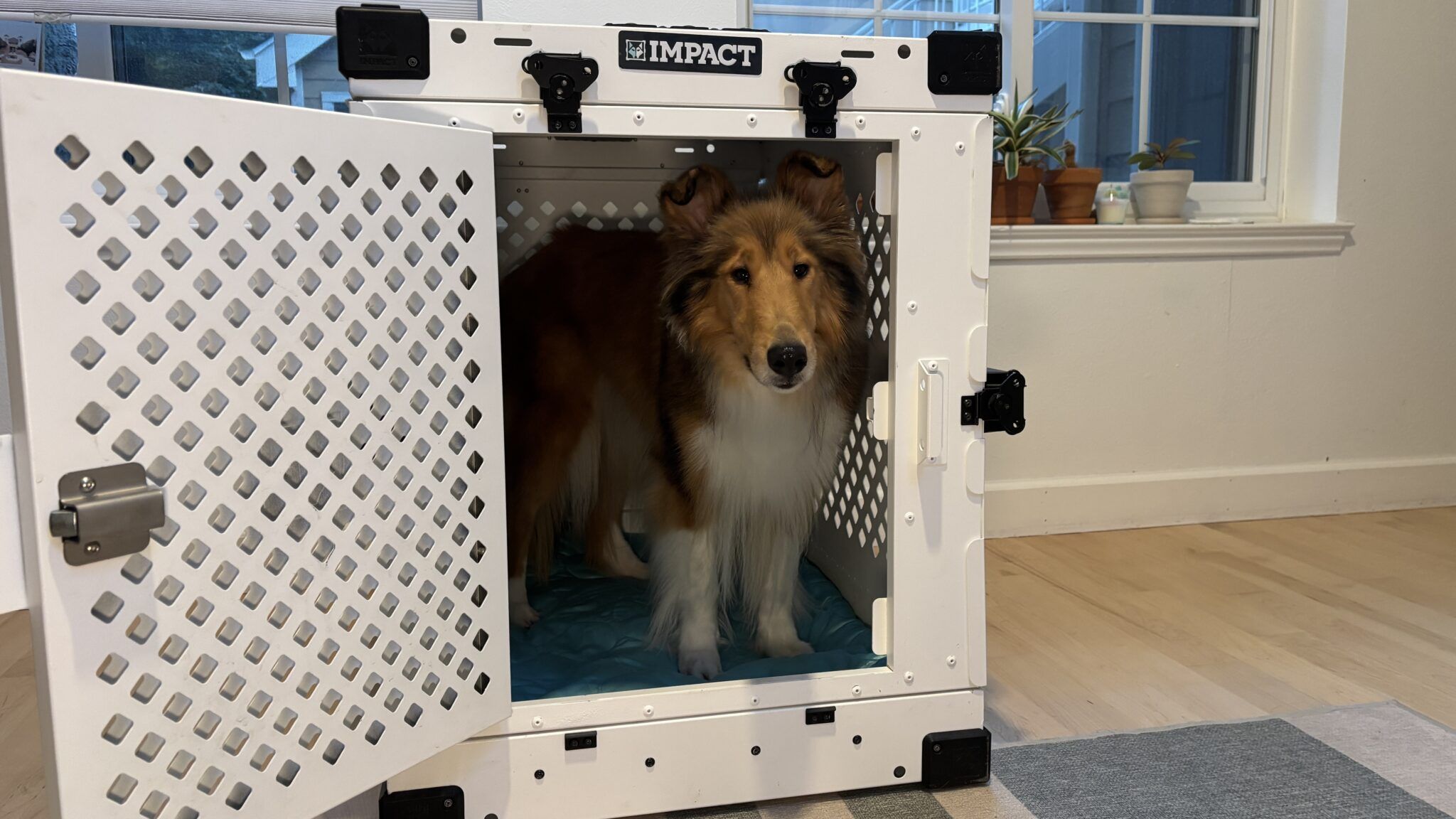 The Best Collapsible Dog Crates - Whole Dog Journal