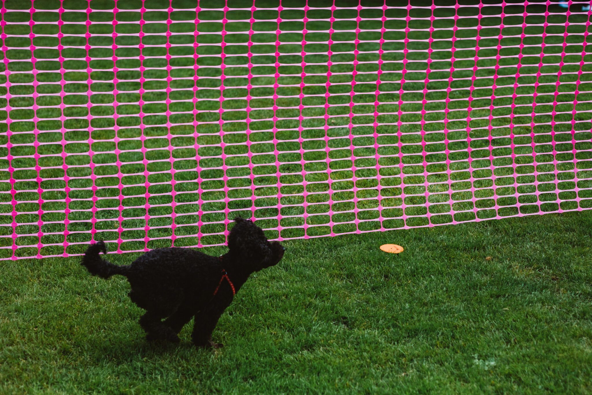 Temporary Fences for Dogs - Whole Dog Journal