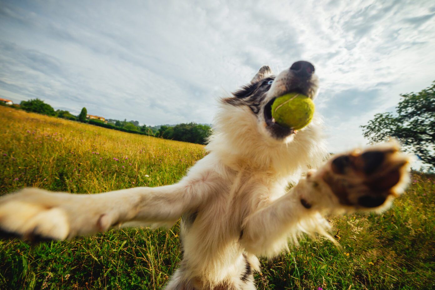 Could My Dog Have ADHD? - Whole Dog Journal