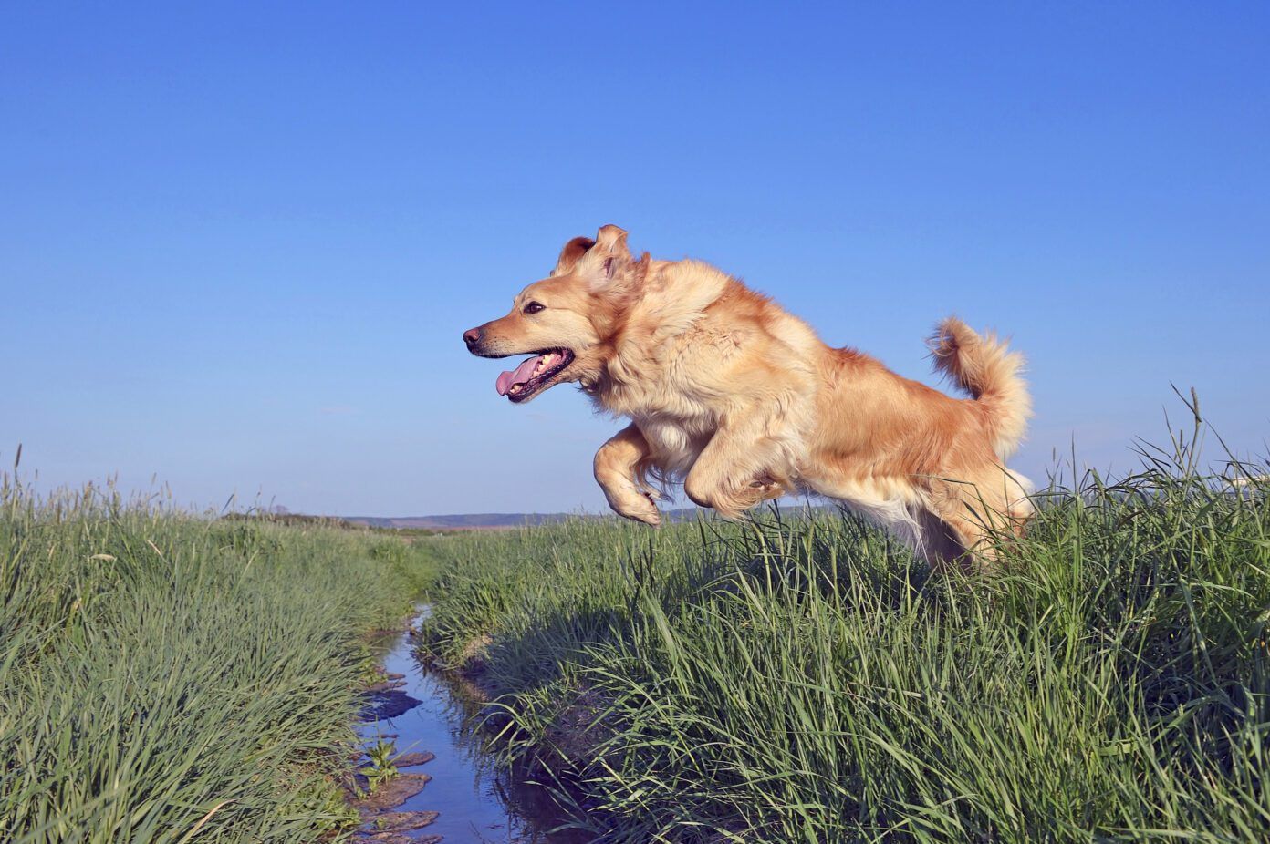 Why Do Dogs Have Tails? - Whole Dog Journal