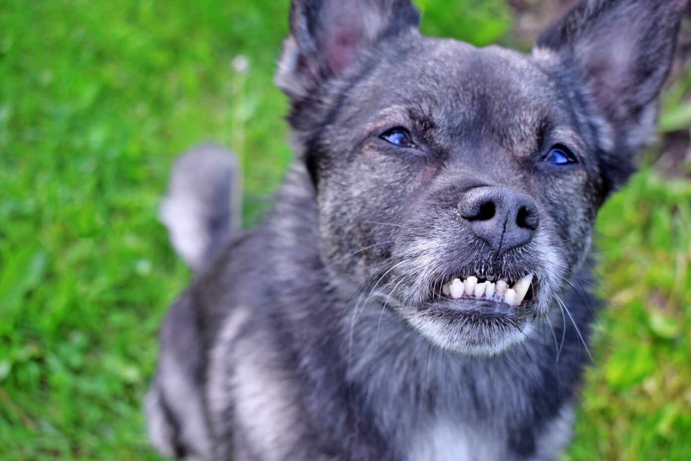 Yes, Your Dog May Need Dental Braces - Whole Dog Journal