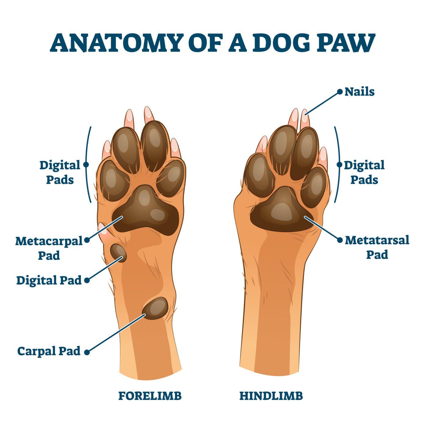 What You Need to Know: Dog Paw Pad Anatomy - Whole Dog Journal
