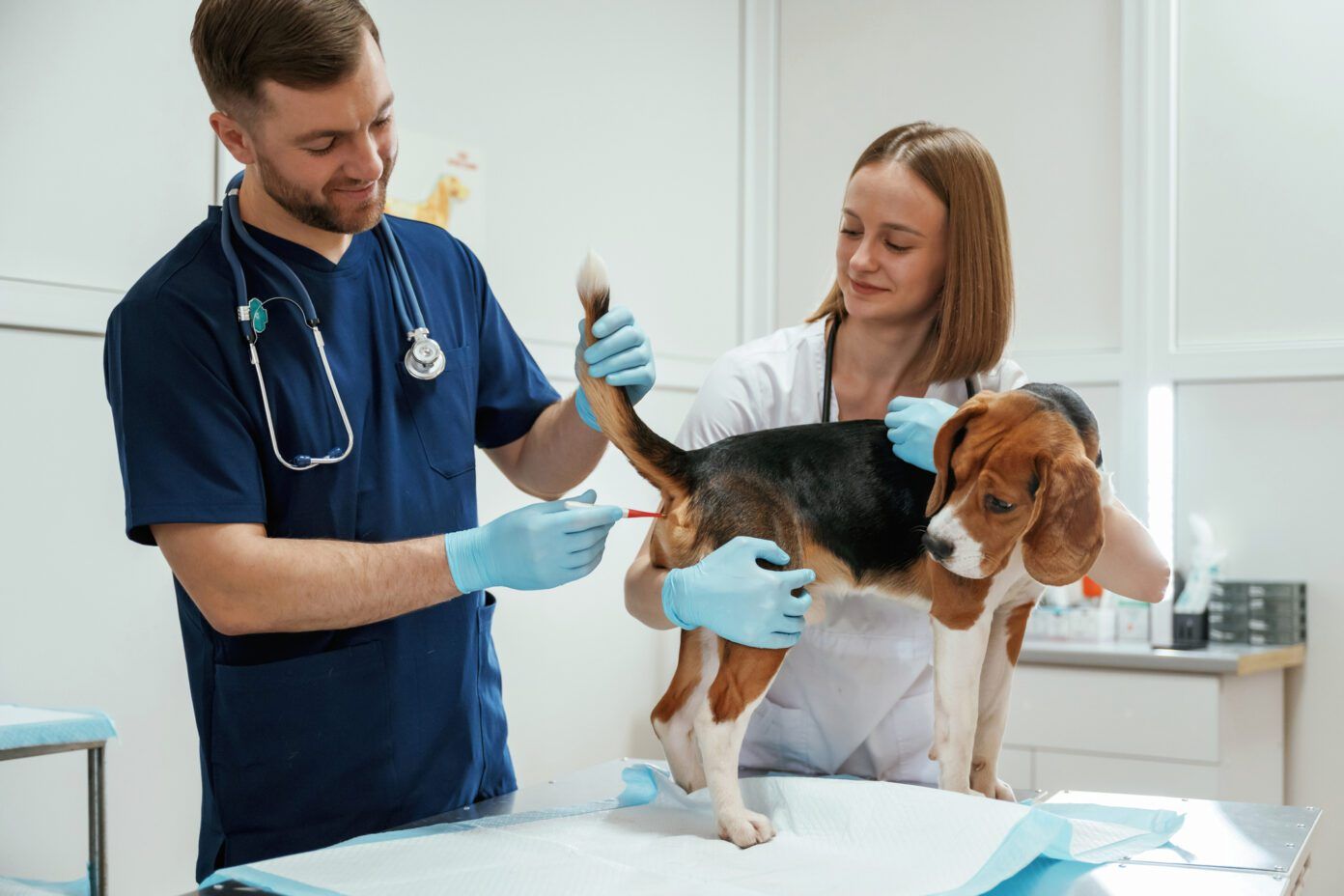 How to Take Your Dog's Temperature - Whole Dog Journal