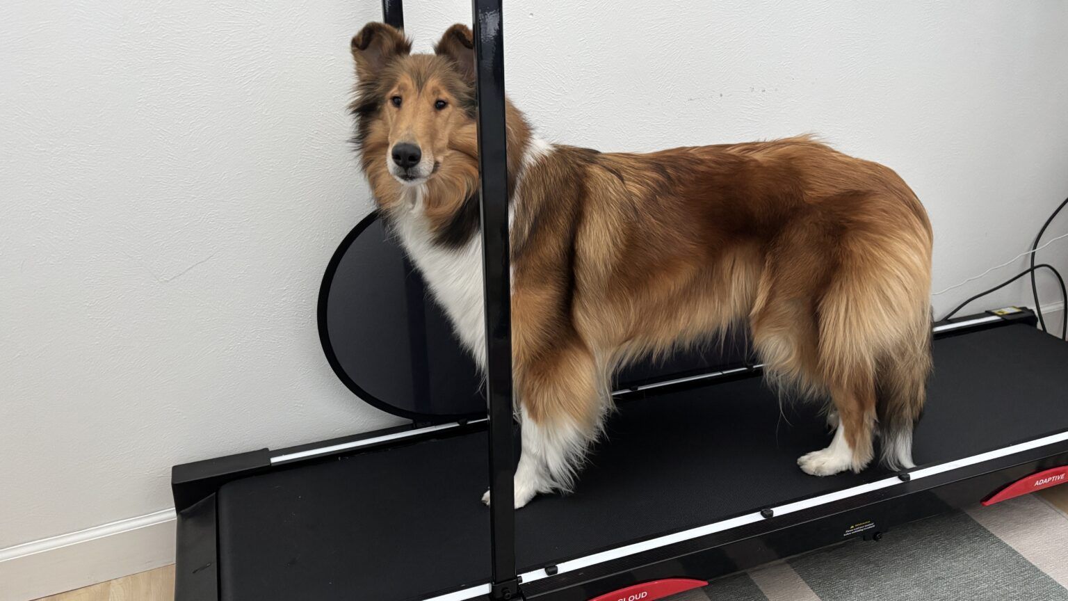 The 3 Best Dog Treadmills - Whole Dog Journal