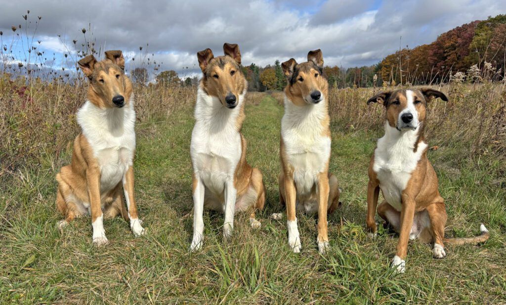 Shedding Showdown: A Trial of Deshedding Shampoos for Dogs - Whole Dog ...