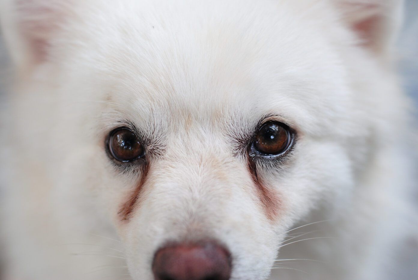 Treating Dog Eye Discharge at Home - Whole Dog Journal