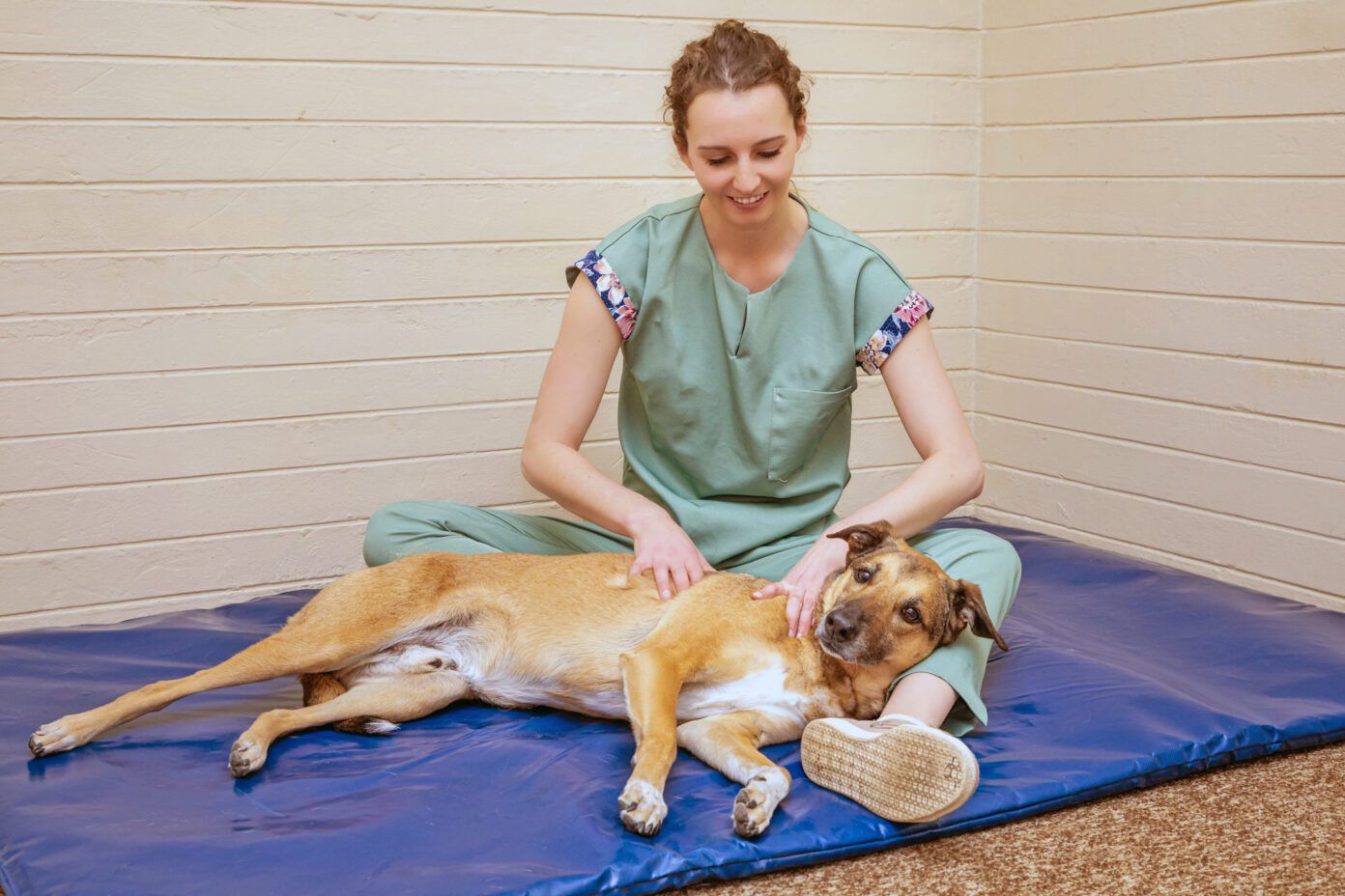 Dog Tremors With Muscle Spasms - Whole Dog Journal